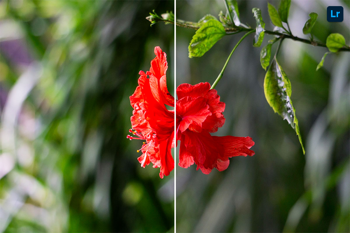 Flower | Edit | Photoshop Lightroom