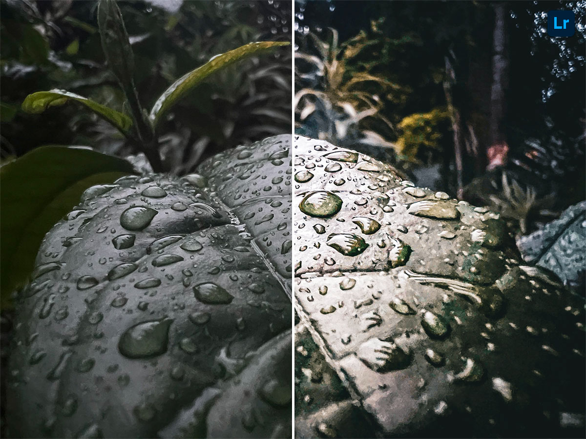 Moody Leaf | Edit | Photoshop Lightroom