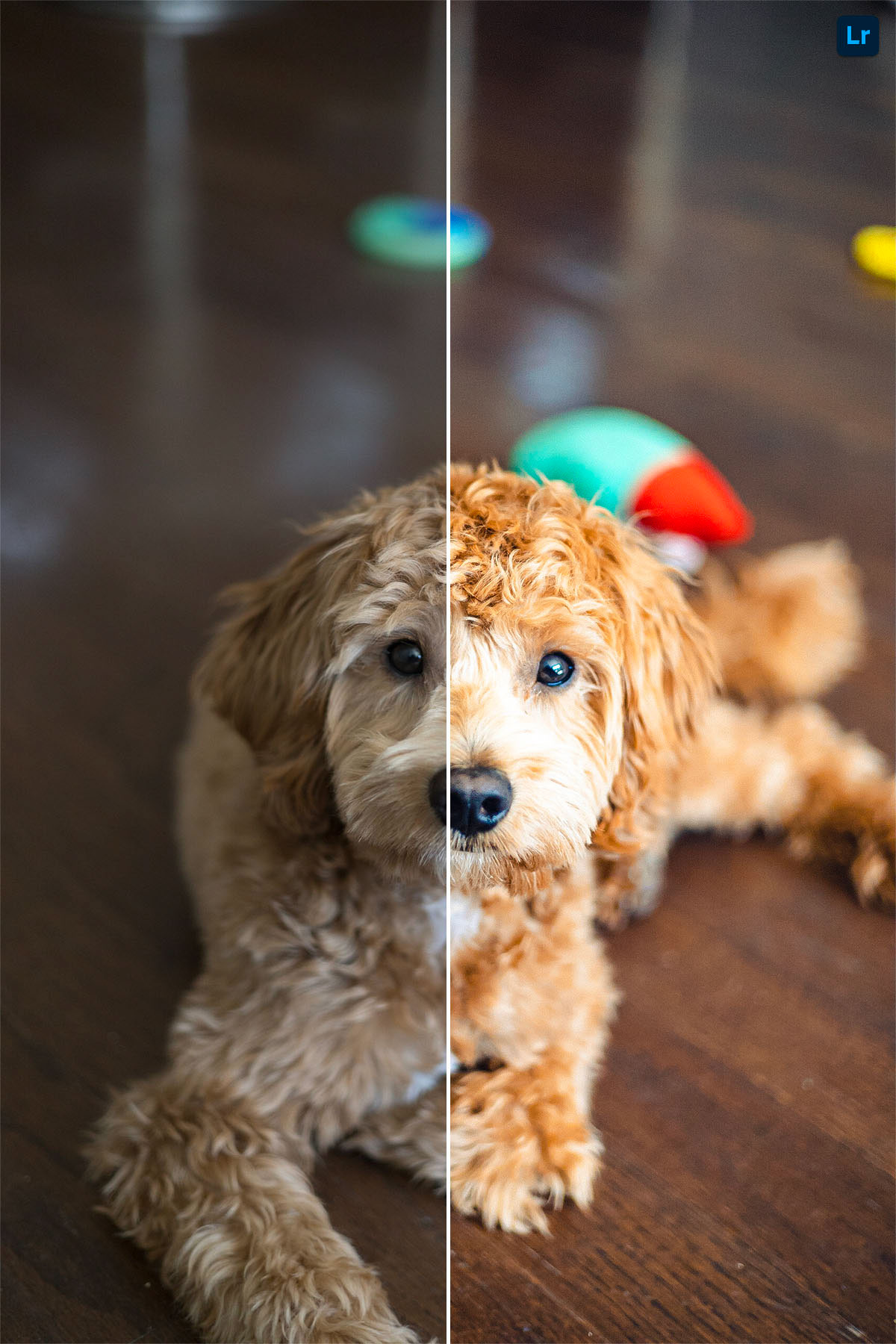 Simba | Edit | Photoshop Lightroom