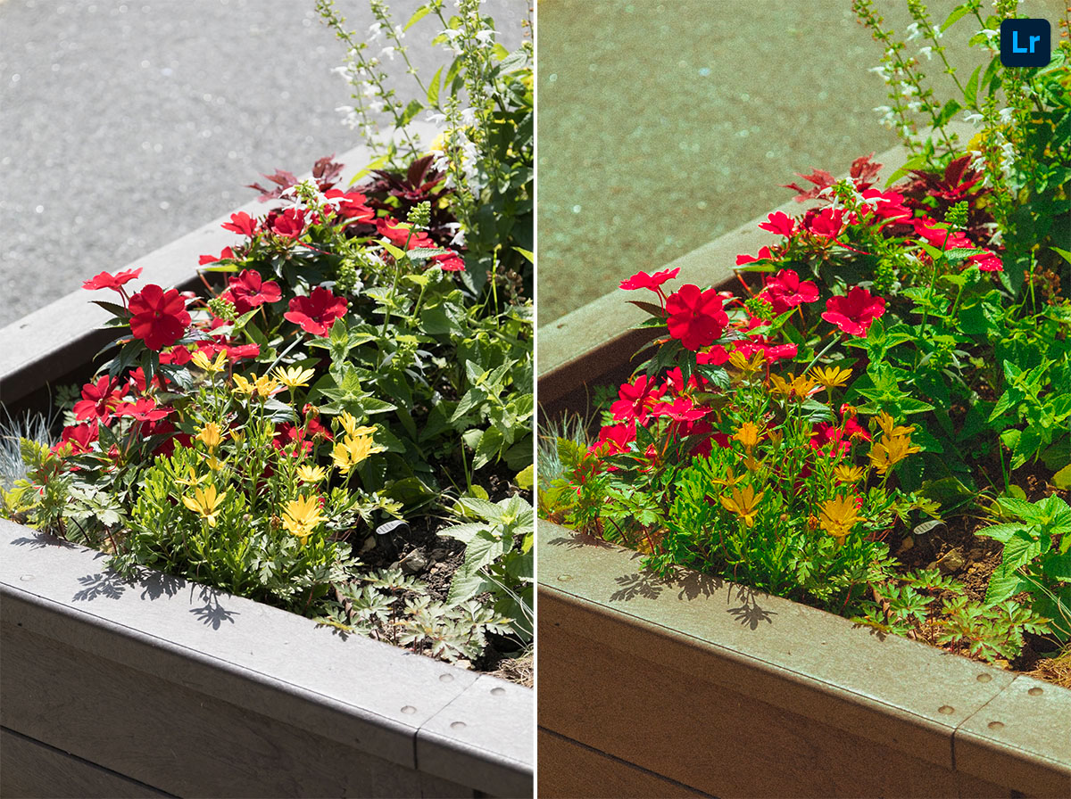 Flowers | Edit | Photoshop Lightroom