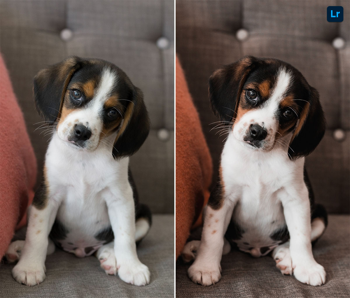 Whiskers | Edit | Photoshop Lightroom