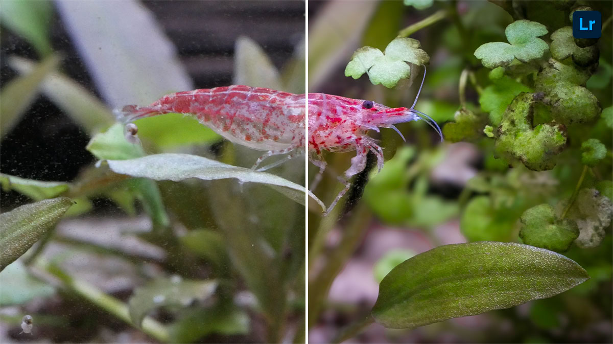 Cherry Shrimp | Edit | Photoshop Lightroom