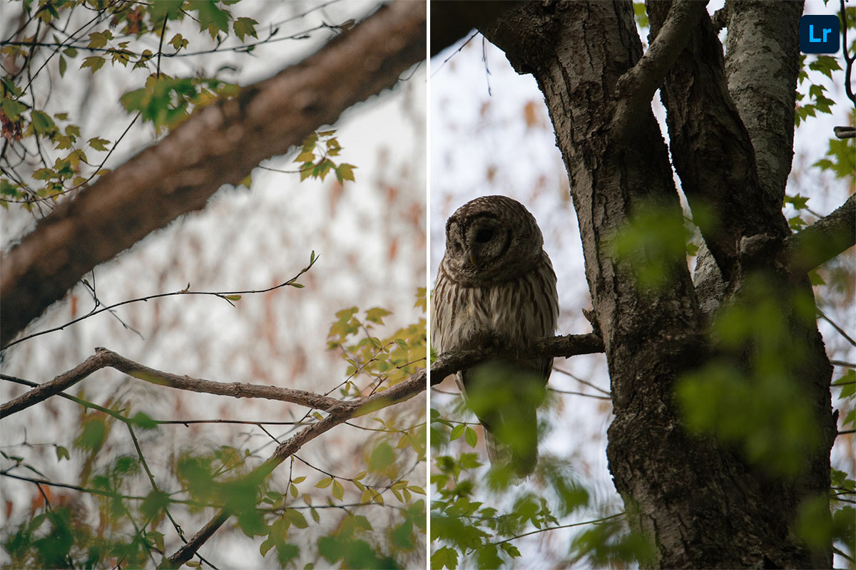 Sleepy Owl B&W | Remix | Photoshop Lightroom