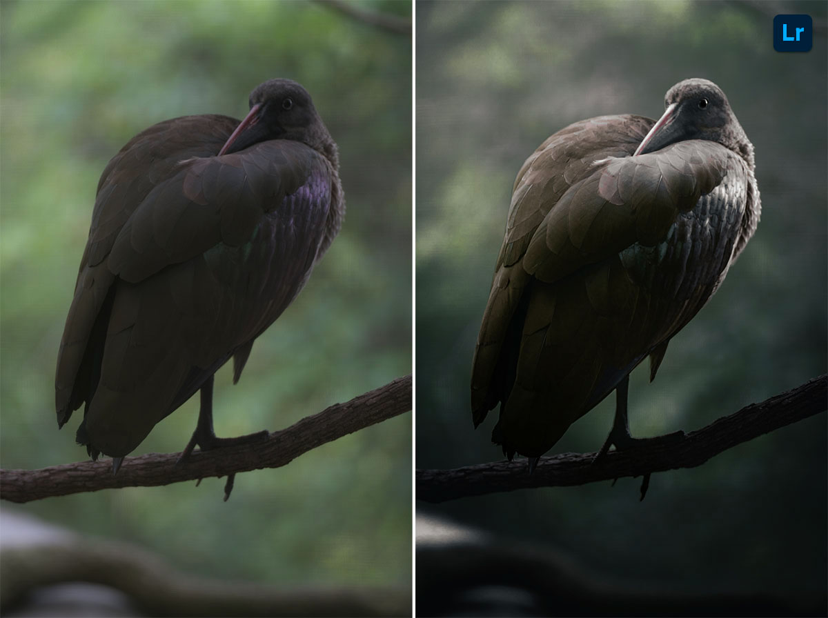 Bird | Remix | Photoshop Lightroom
