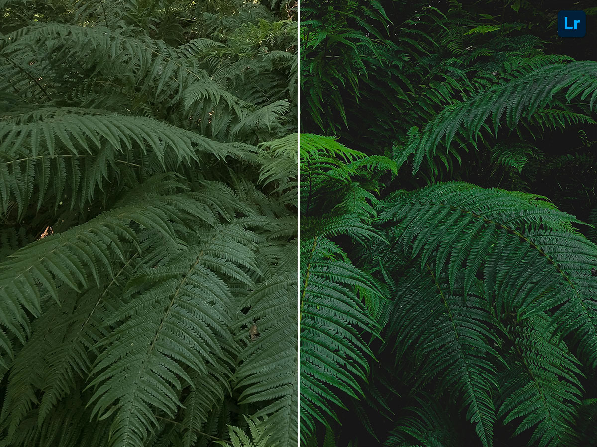 Ferns | Edit | Photoshop Lightroom