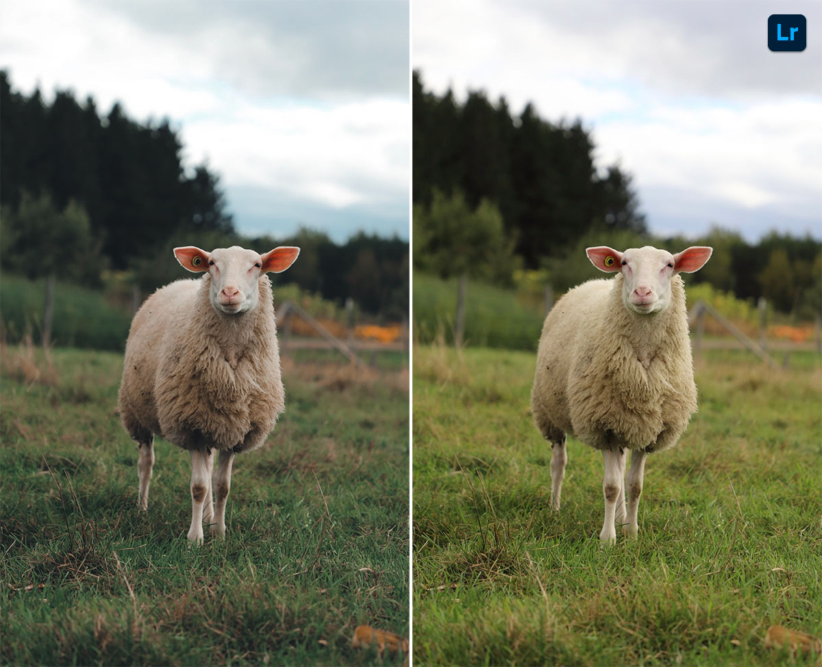 Sheep | Edit | Photoshop Lightroom