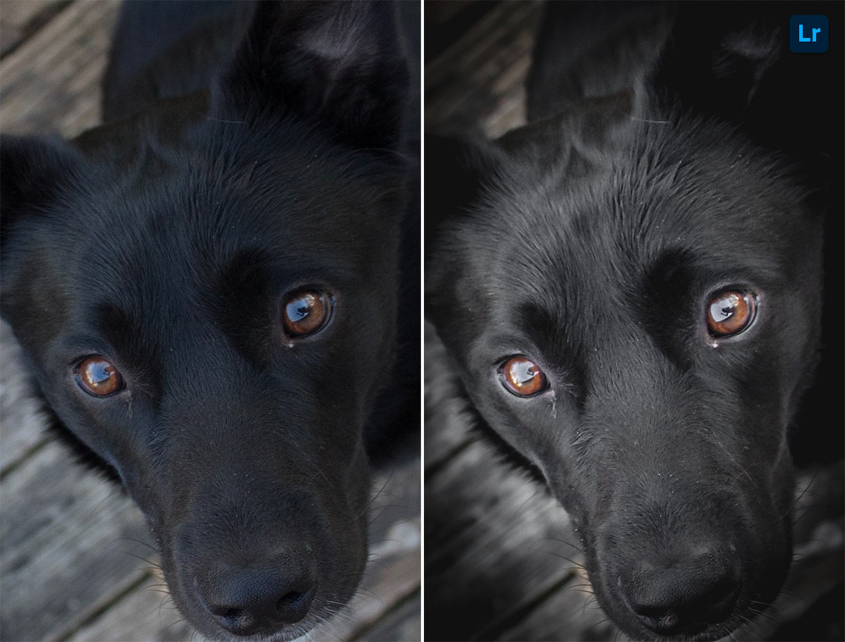 Anubis | Edit | Photoshop Lightroom