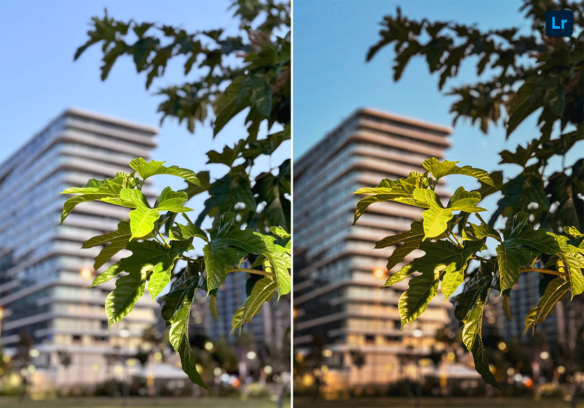 Tree leaves | Edit | Photoshop Lightroom