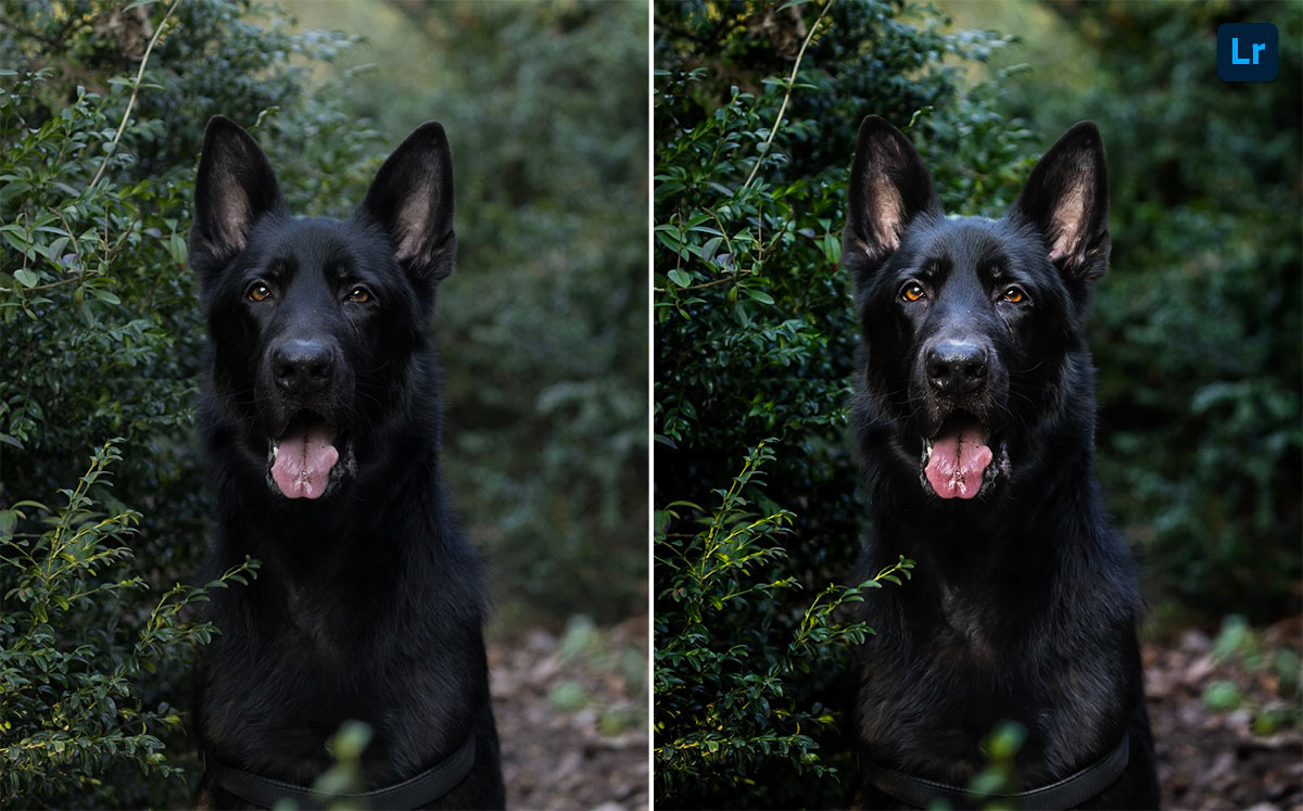 Dog | Edit | Photoshop Lightroom