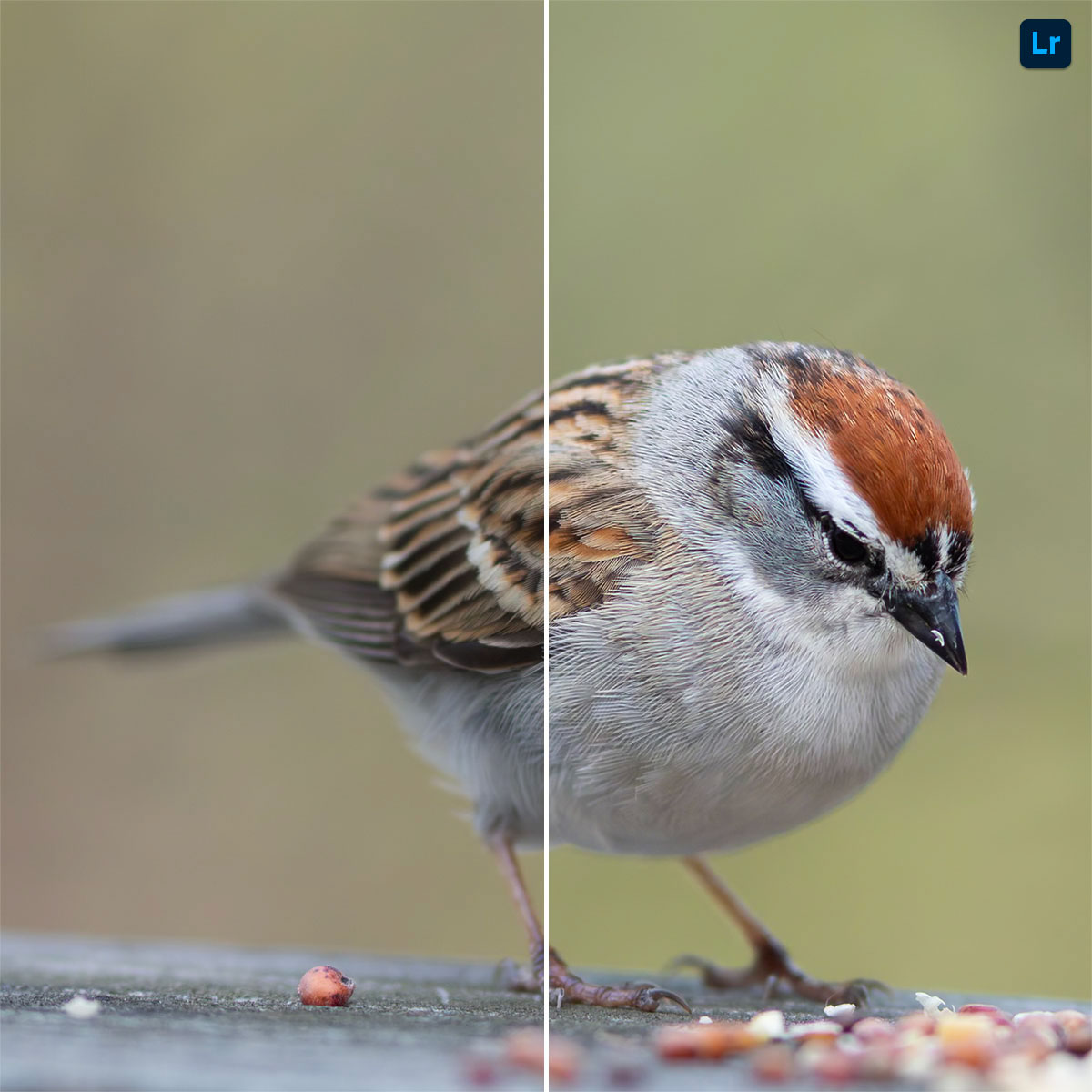 Sparrow | Edit | Photoshop Lightroom