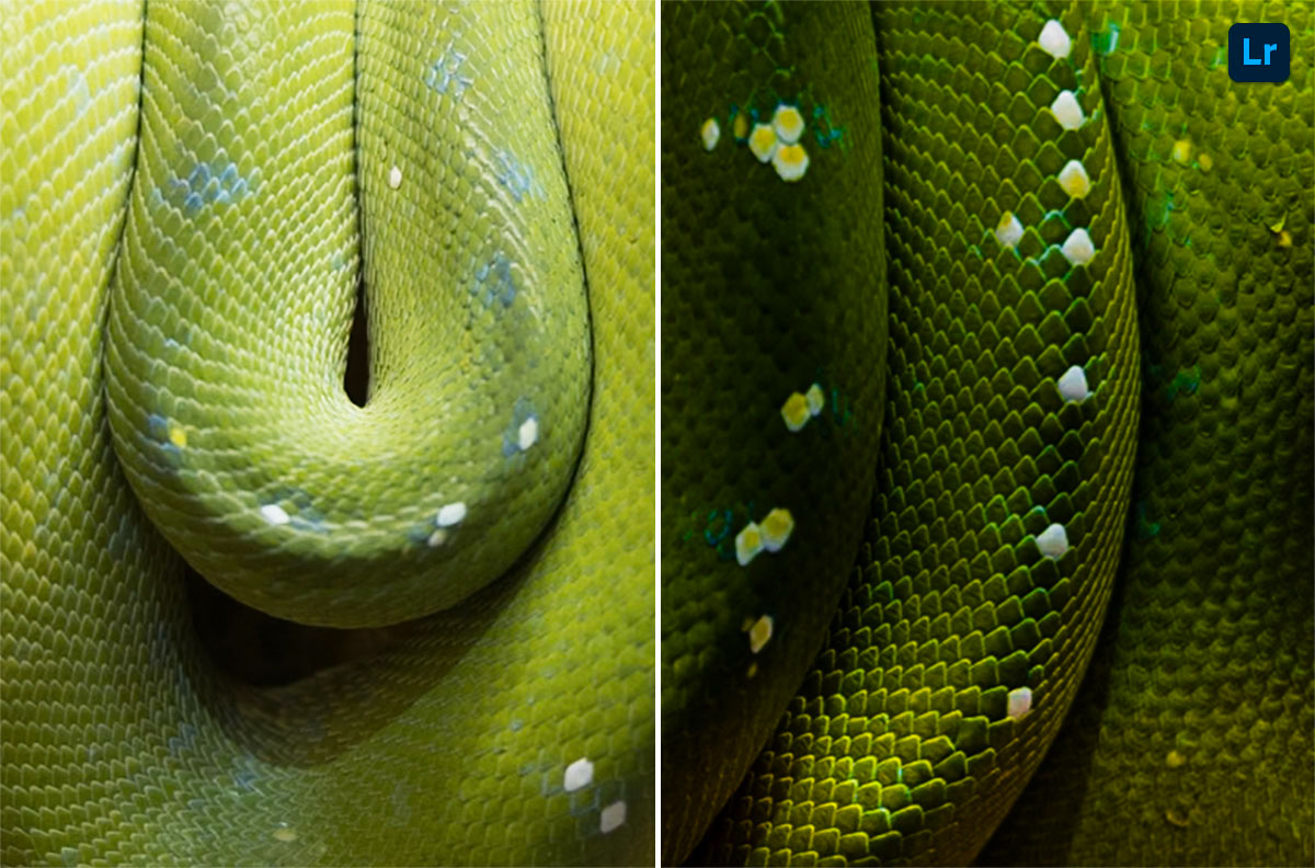 Beautiful Green tree Python | Edit | Photoshop Lightroom