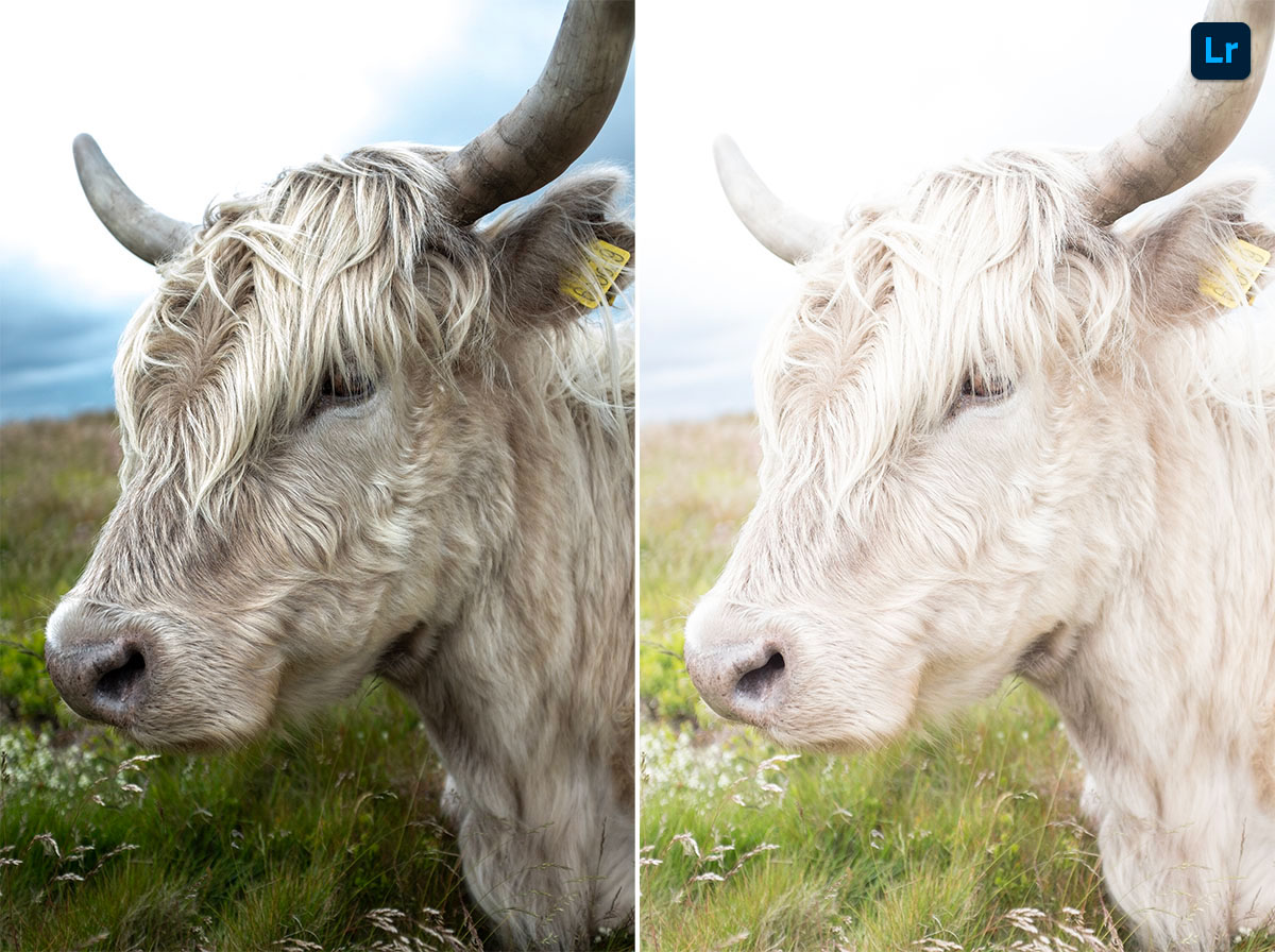 Cow 2 | Remix | Photoshop Lightroom