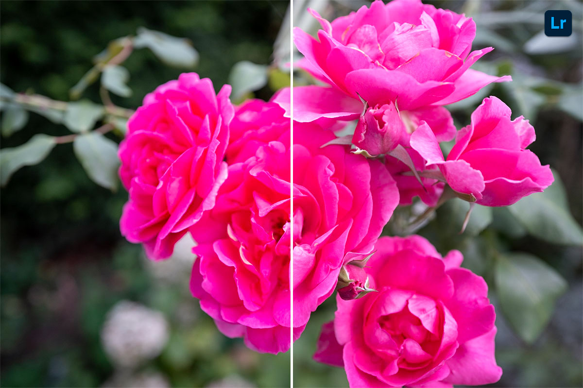 Roses with a twist | Edit | Photoshop Lightroom