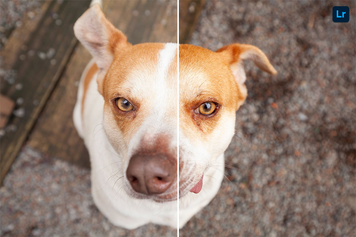 Portrait of my beautiful dog | Edit | Photoshop Lightroom