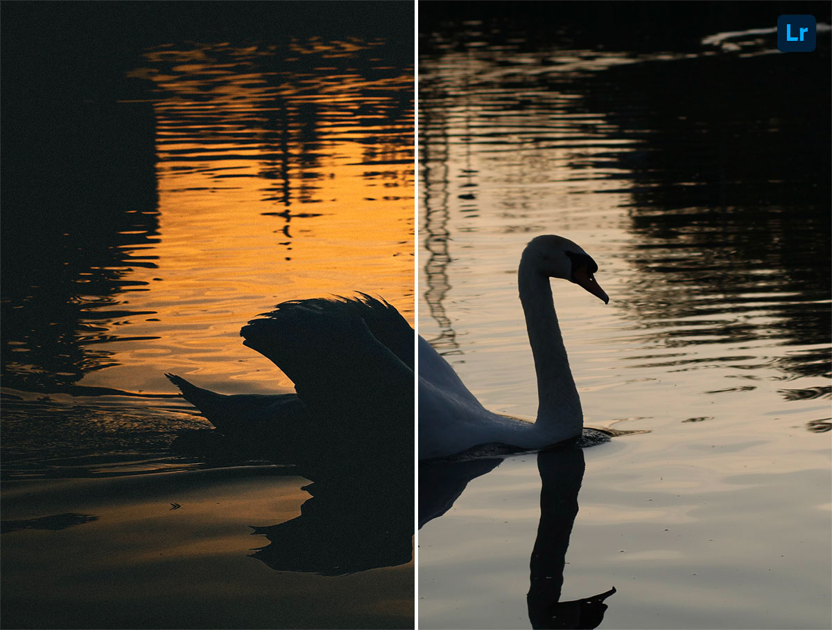 Sunset Swan | Edit | Photoshop Lightroom
