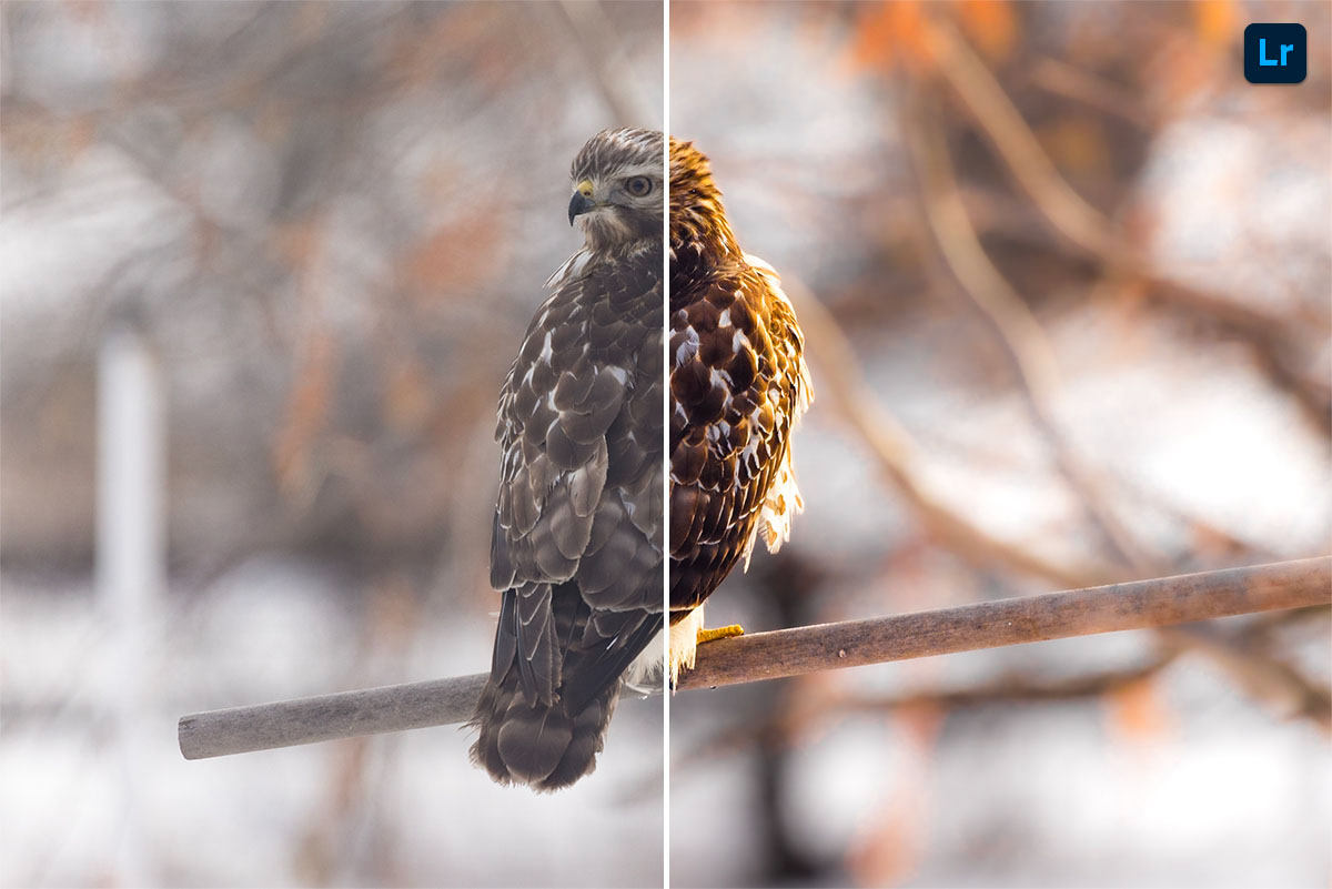 Hawk | Edit | Photoshop Lightroom