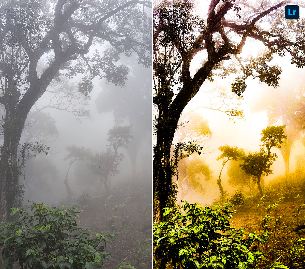 Enchanted Mist | Remix | Photoshop Lightroom