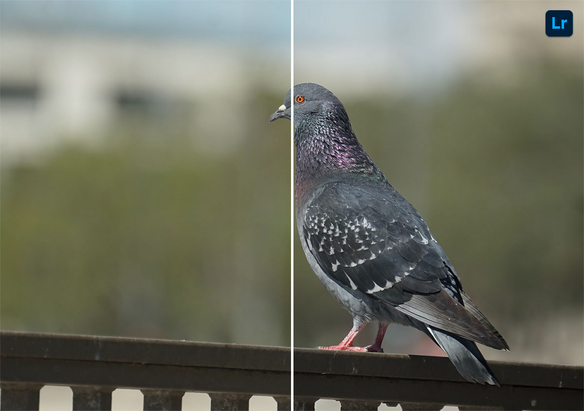 Pigeon Edit for Reddit | Edit | Photoshop Lightroom