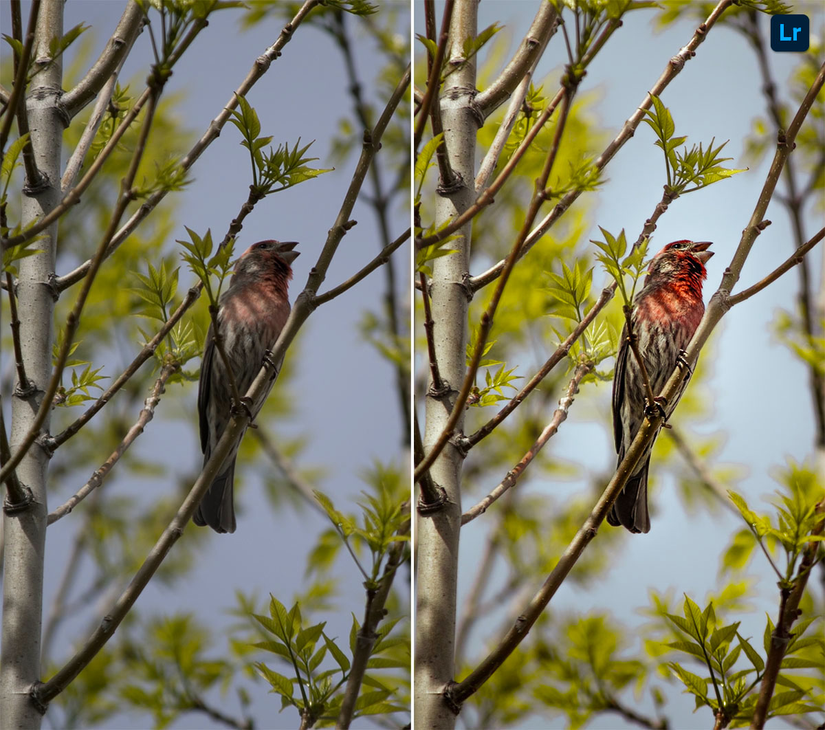 Birb 😎 | Edit | Photoshop Lightroom