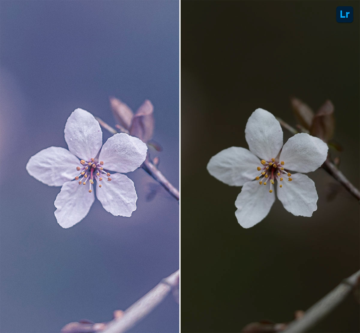 Bloom within 🌸 | Remix | Photoshop Lightroom