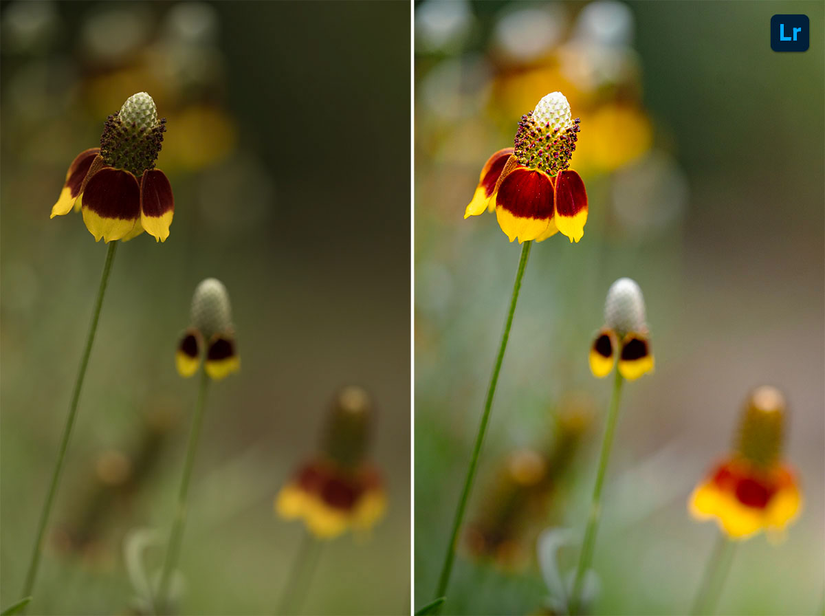 Flower | Edit | Photoshop Lightroom