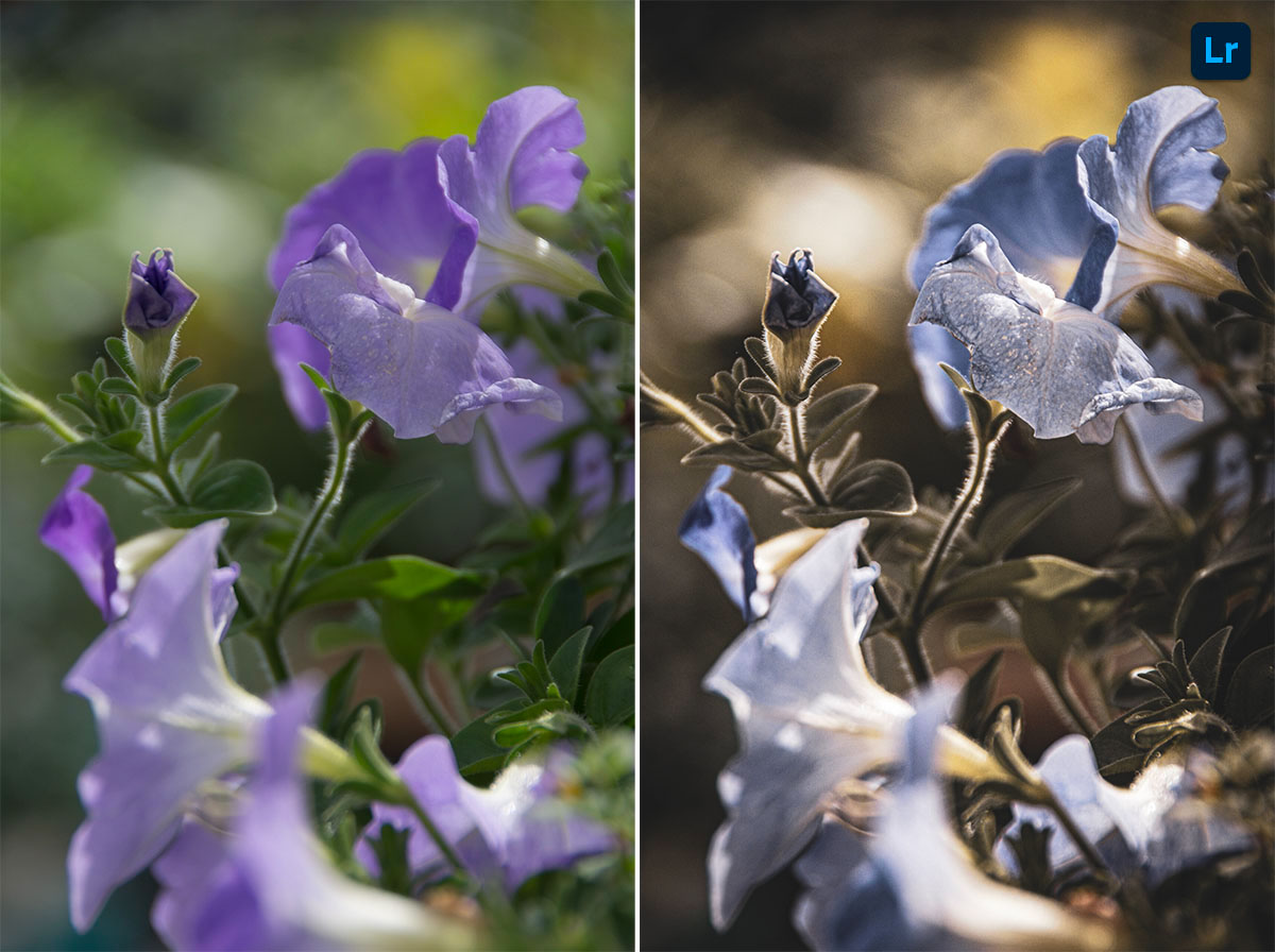 moody flower | Edit | Photoshop Lightroom