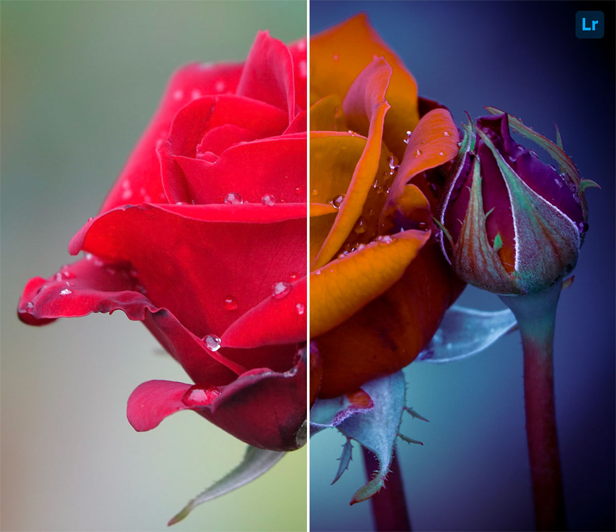 rose | Remix | Photoshop Lightroom