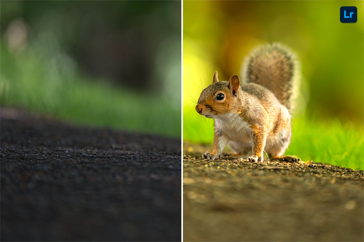 Curious Squirrel in the Sunlight | Edit | Photoshop Lightroom