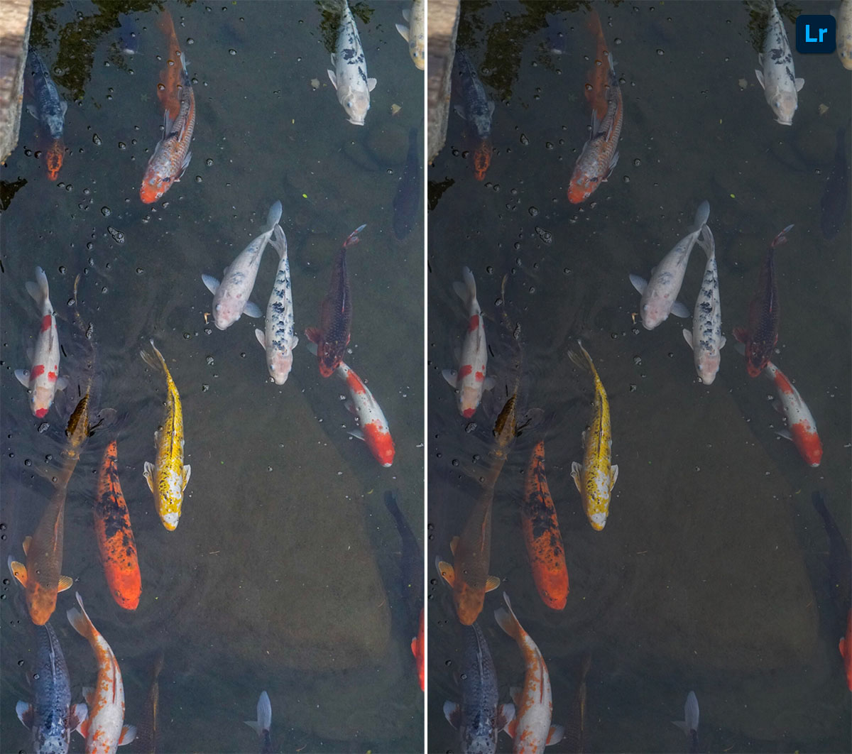 Coy fish | Remix | Photoshop Lightroom