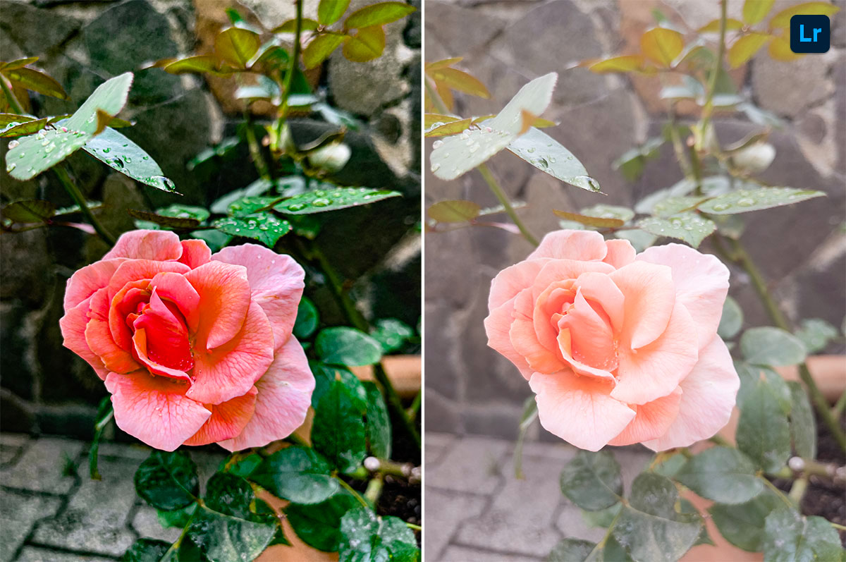 Rose | Remix | Photoshop Lightroom