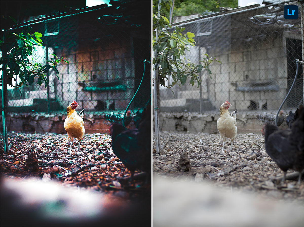 Chicken | Remix | Photoshop Lightroom