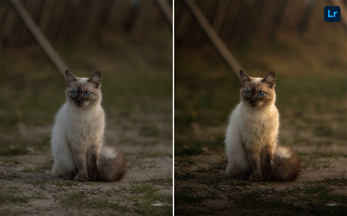Cat | Edit | Photoshop Lightroom