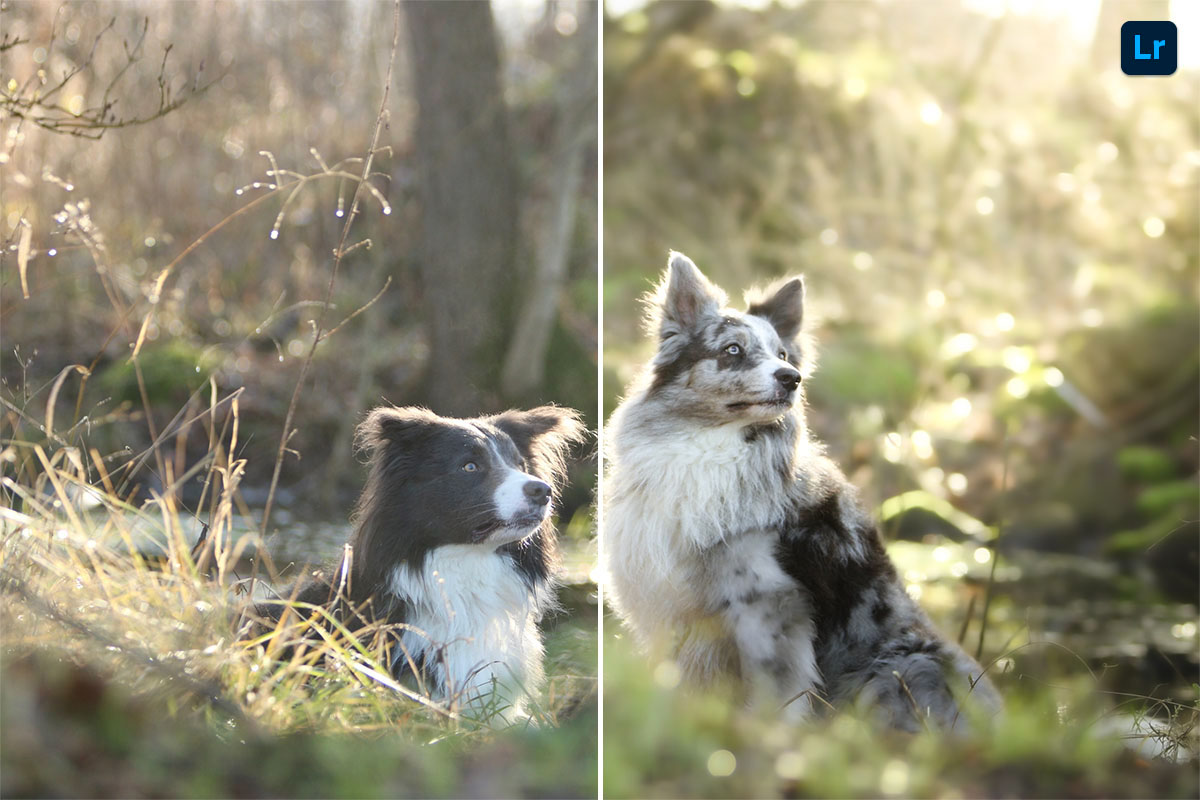 dogs | Edit | Photoshop Lightroom