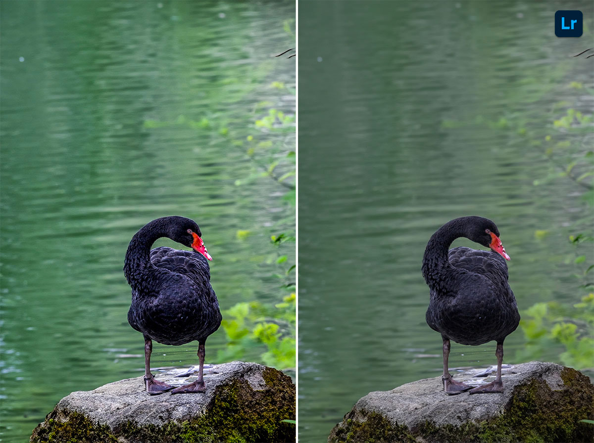 A Black Swan | Edit | Photoshop Lightroom