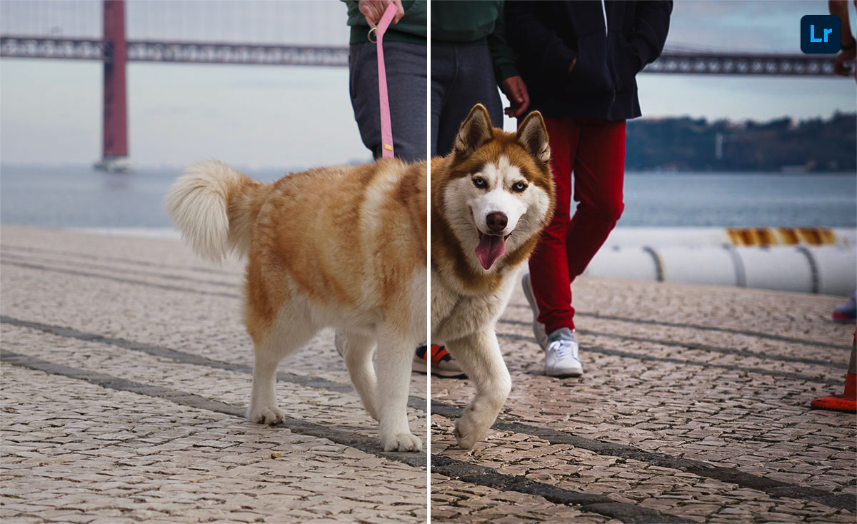 Husky | Edit | Photoshop Lightroom