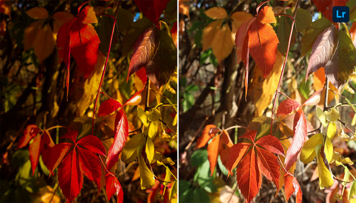 leaf | Edit | Photoshop Lightroom