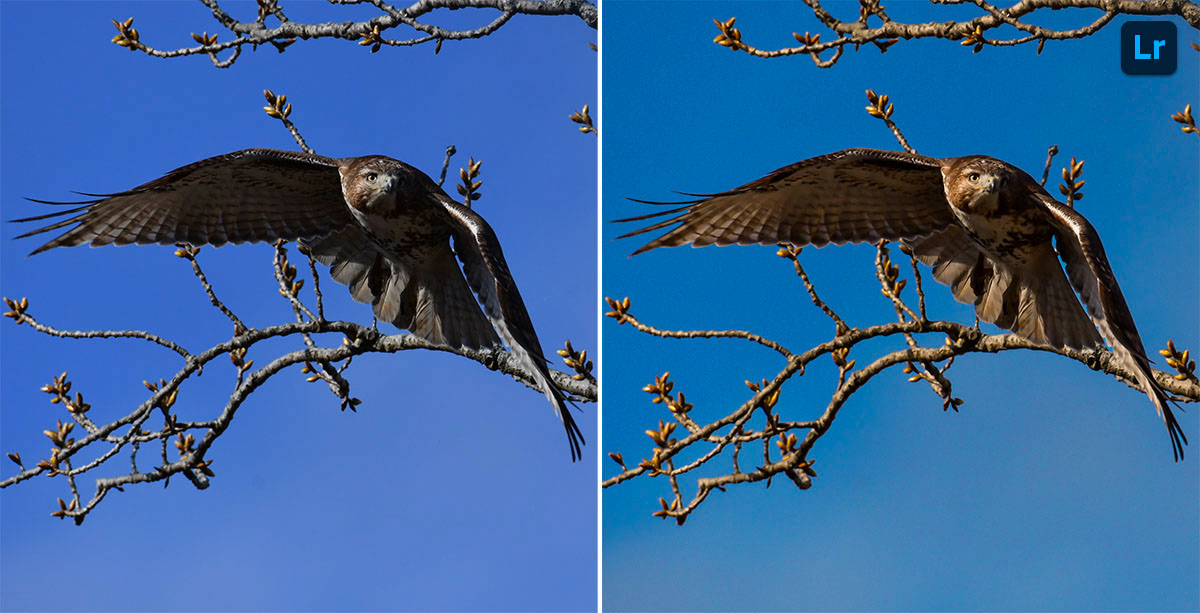 Broad Winged Hawk | Edit | Photoshop Lightroom