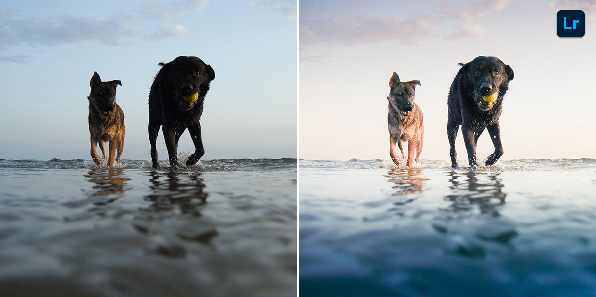 Happy dogs! | Edit | Photoshop Lightroom