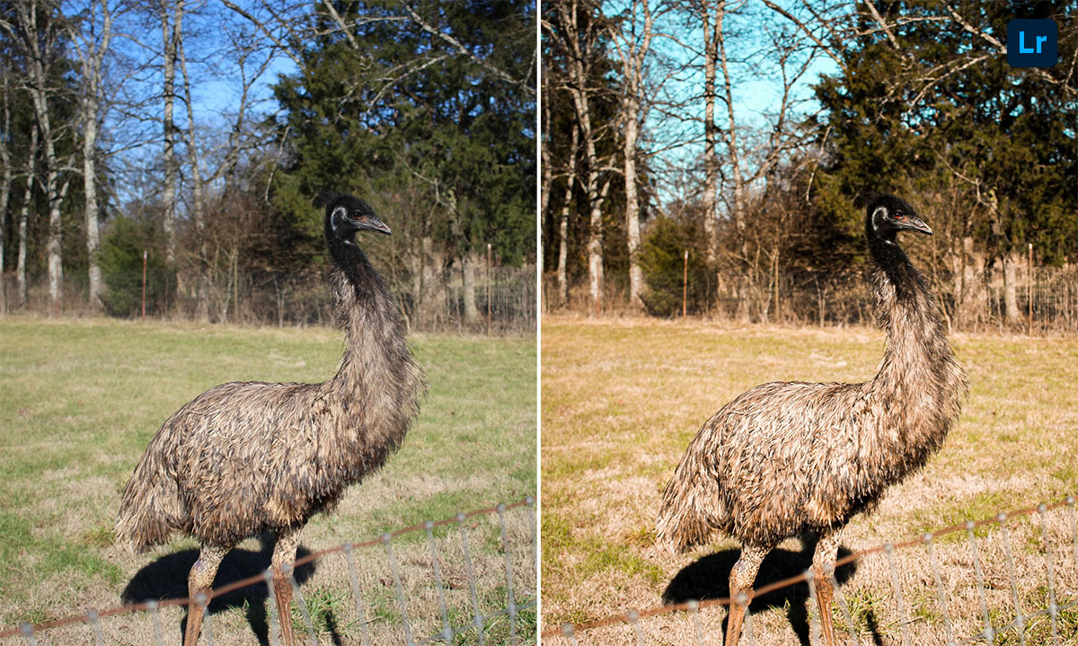 Emu | Edit | Photoshop Lightroom