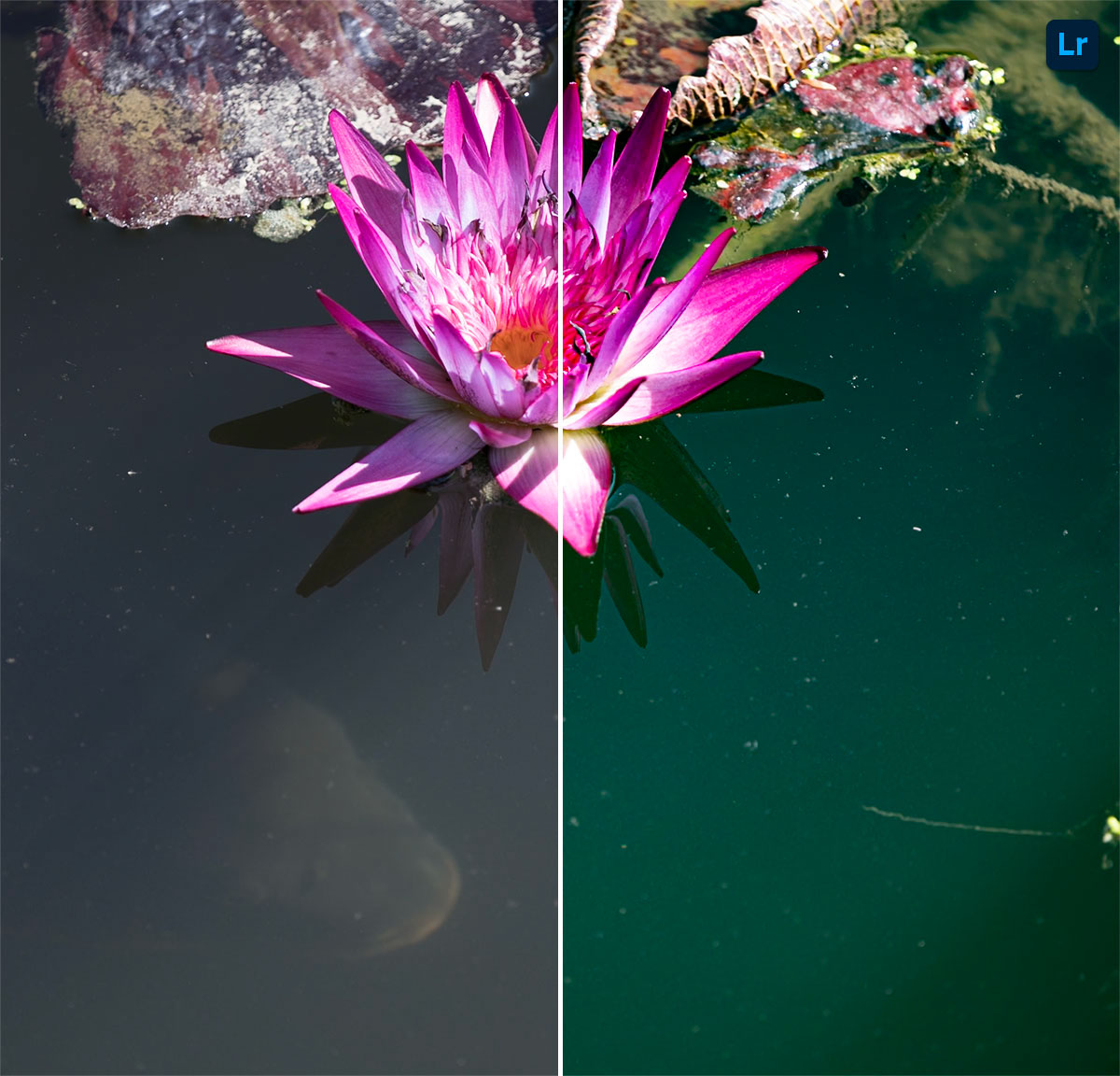 Peek a Boo | Edit | Photoshop Lightroom