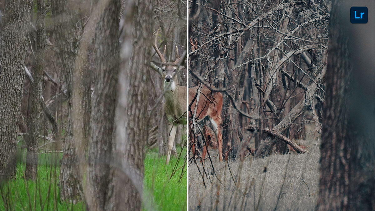 Dear Deer | Edit | Photoshop Lightroom