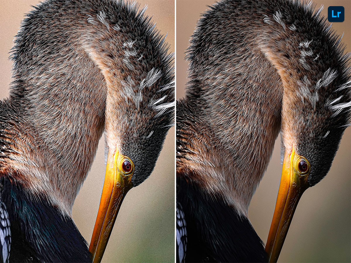 Snake Bird | Remix | Photoshop Lightroom