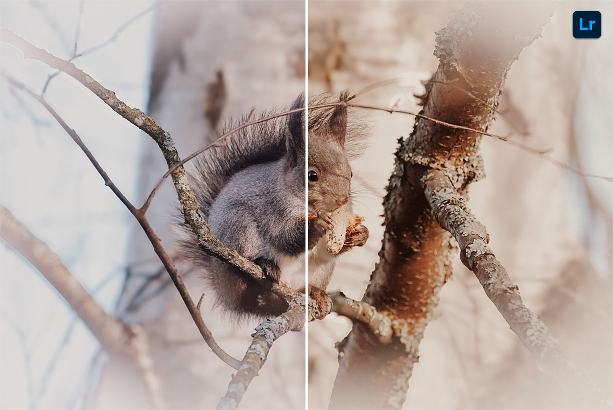 Squirrel | Edit | Photoshop Lightroom