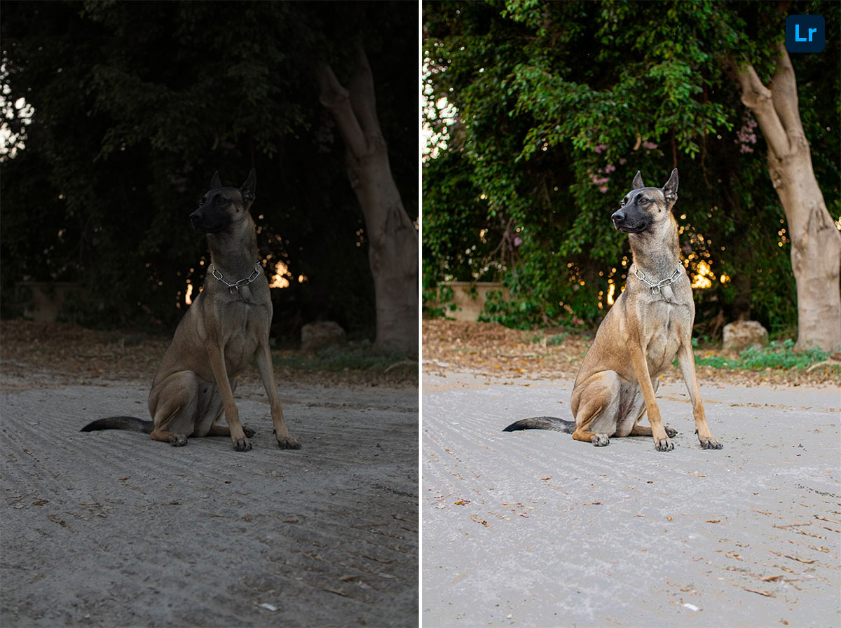 Dog | Remix | Photoshop Lightroom