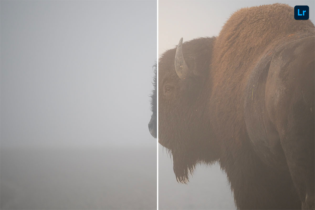 King in Paradise | Edit | Photoshop Lightroom