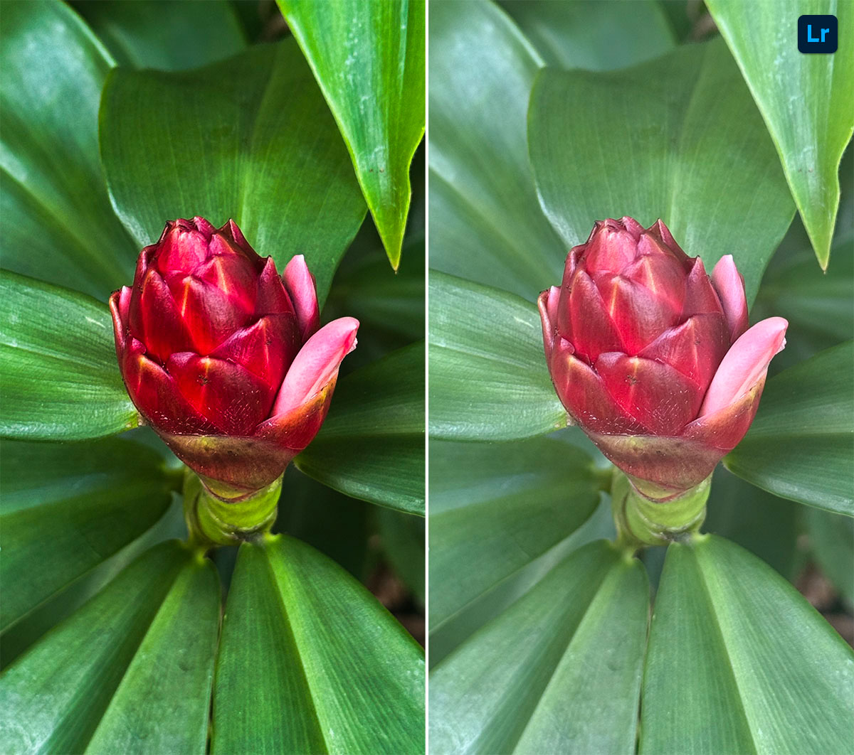 Flor | Edit | Photoshop Lightroom