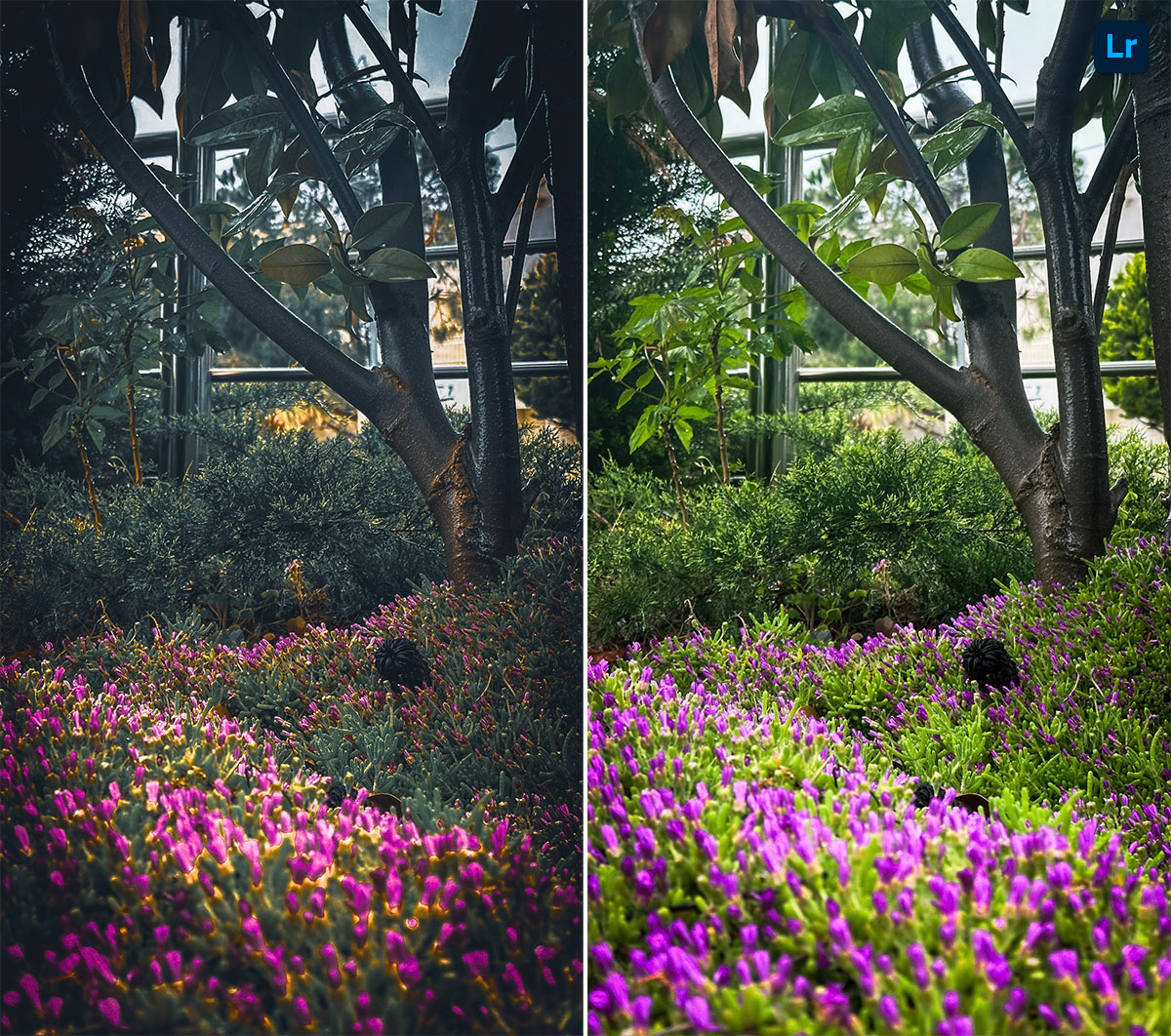 Flowers | Edit | Photoshop Lightroom