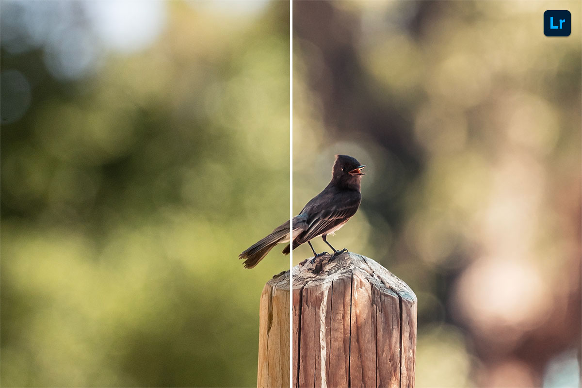 birb 2 | Edit | Photoshop Lightroom