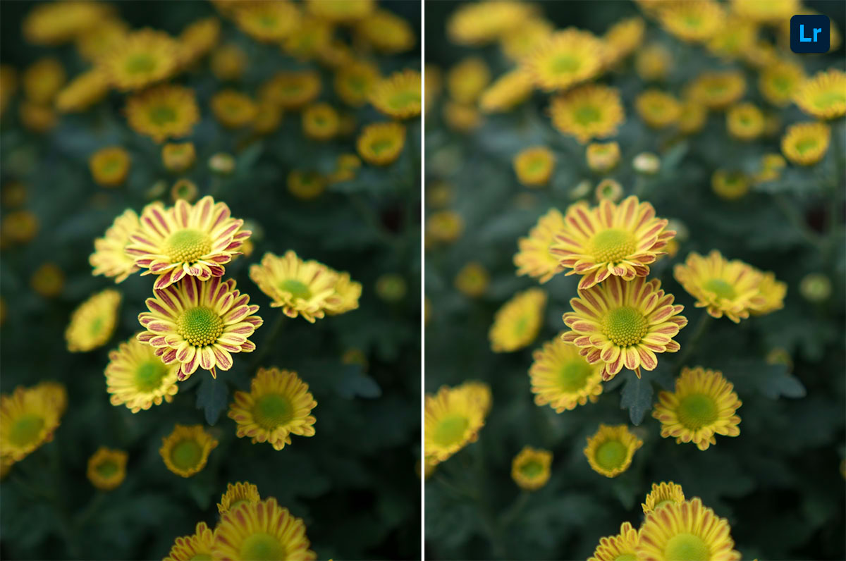 Yellow | Edit | Photoshop Lightroom