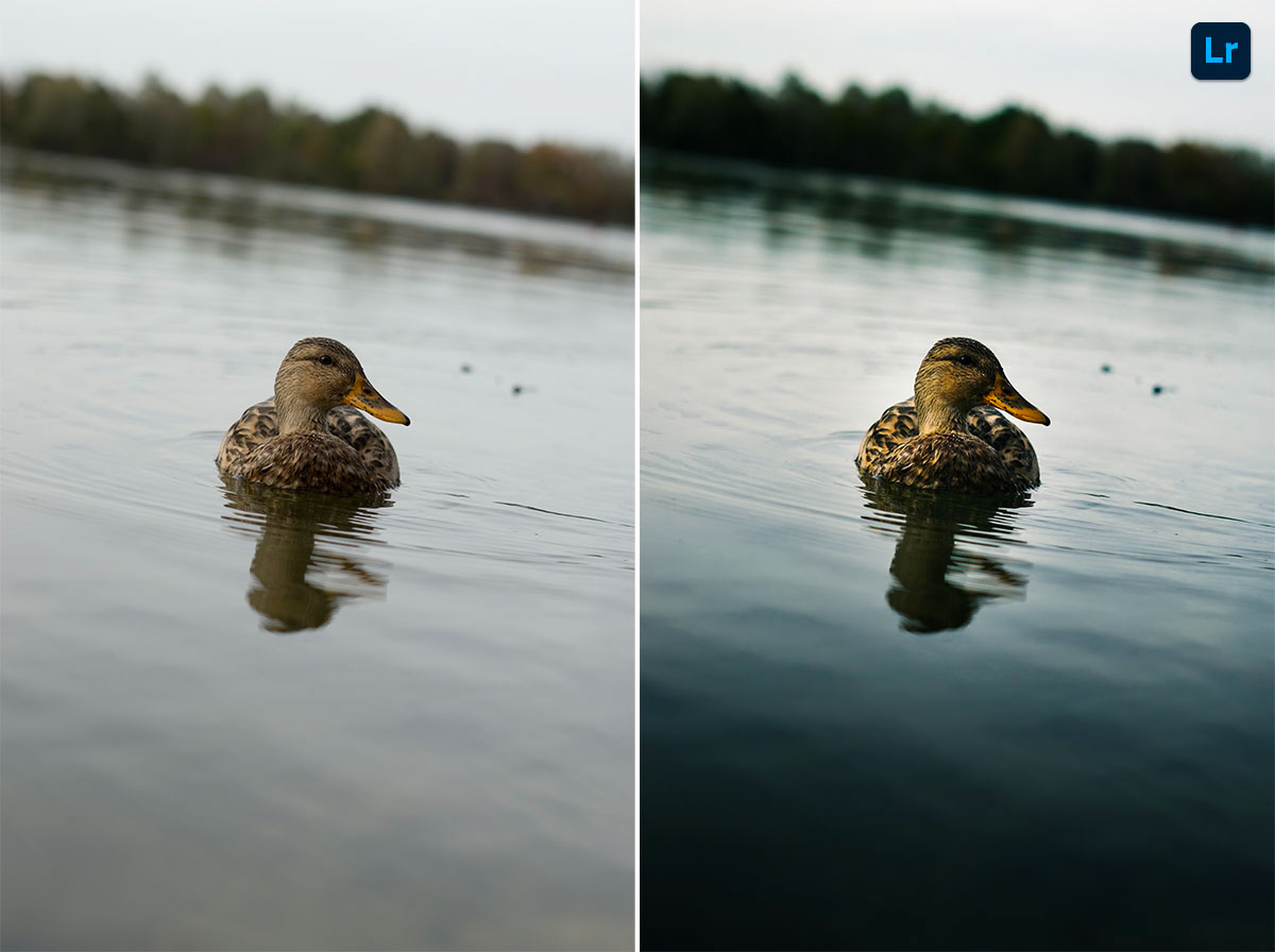 What does the duck say? | Remix | Photoshop Lightroom
